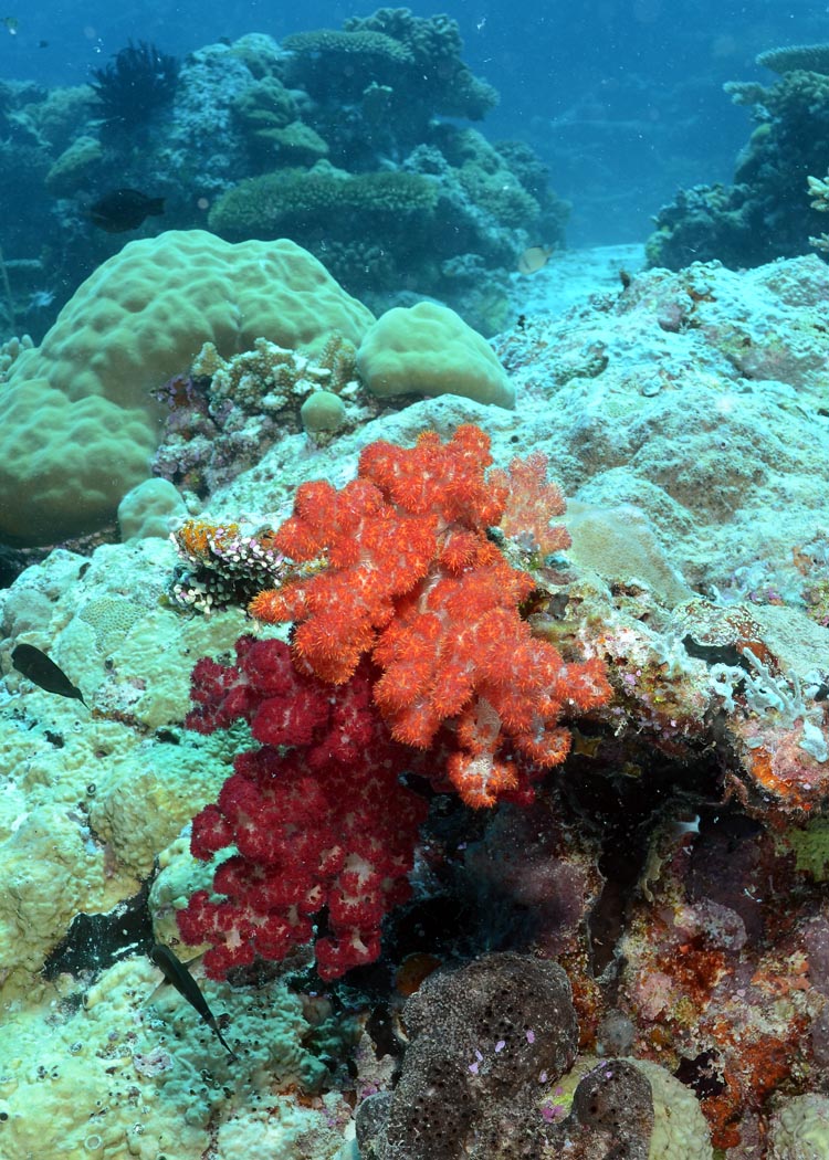 Savannah: The Rock Islands, Palau