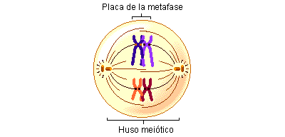 Dra. Suhaill Romero: Ciclo Celular: Mitosis y Meiosis