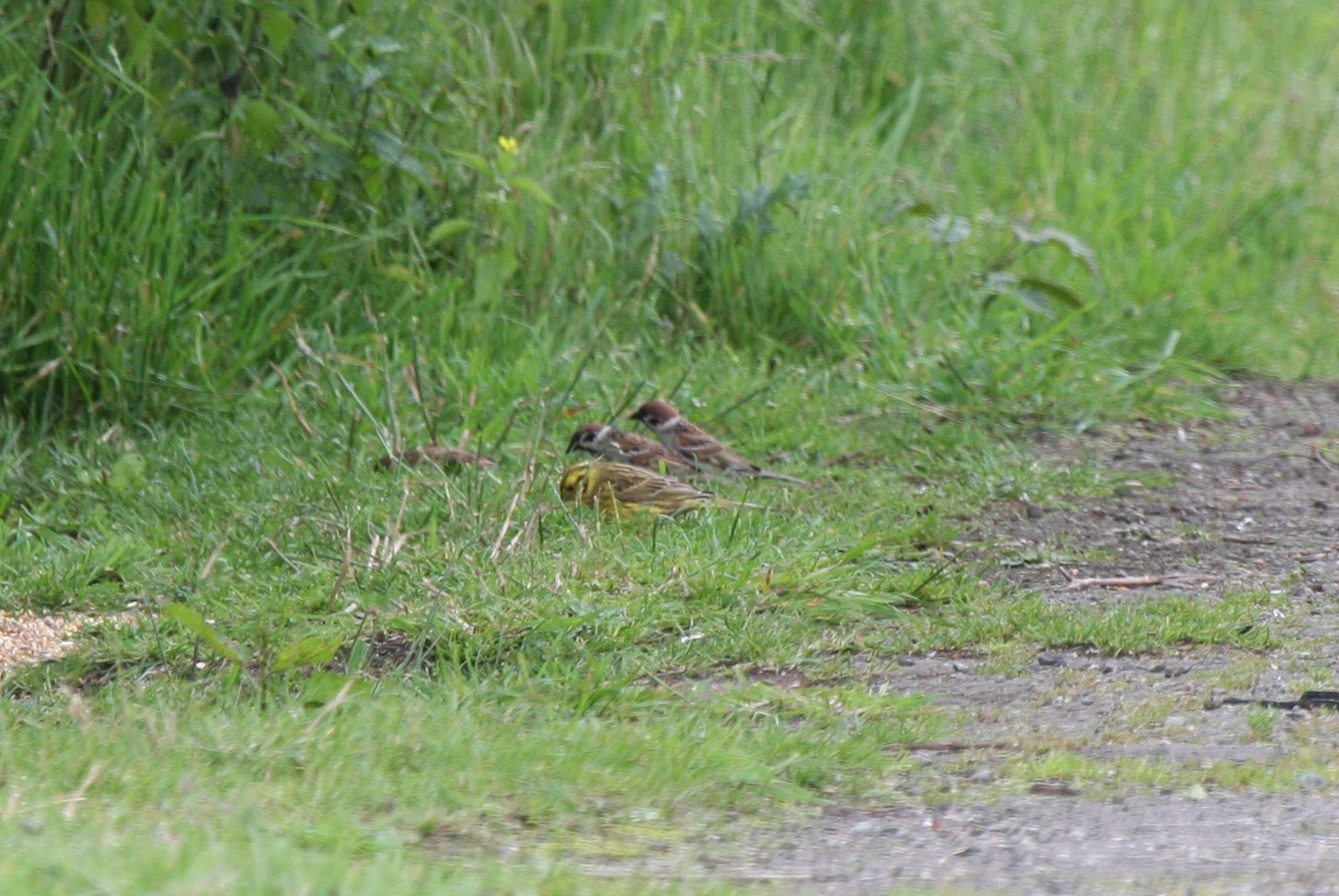 Exmouth Birder: Staffs Birding