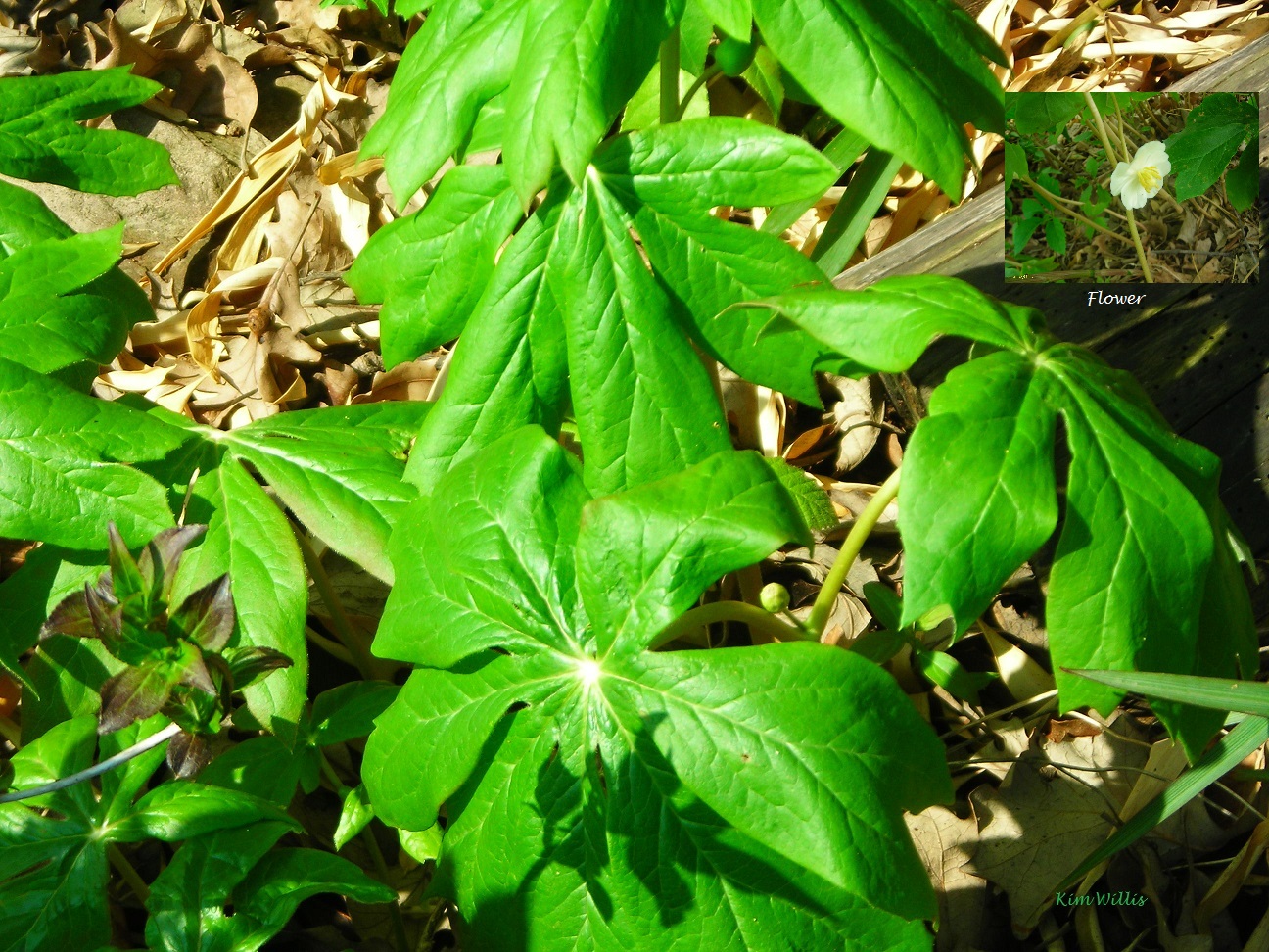Gardening Granny's Gardening Pages: Mayapples, Maypop