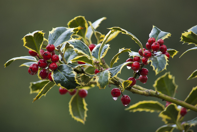 El espiritu de las plantas: Acebo