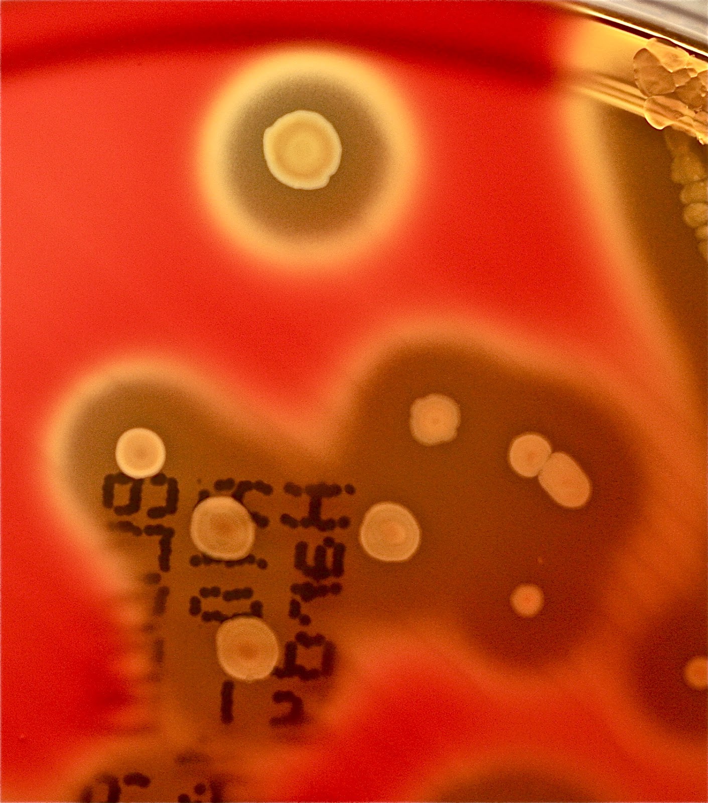 Everything Micro