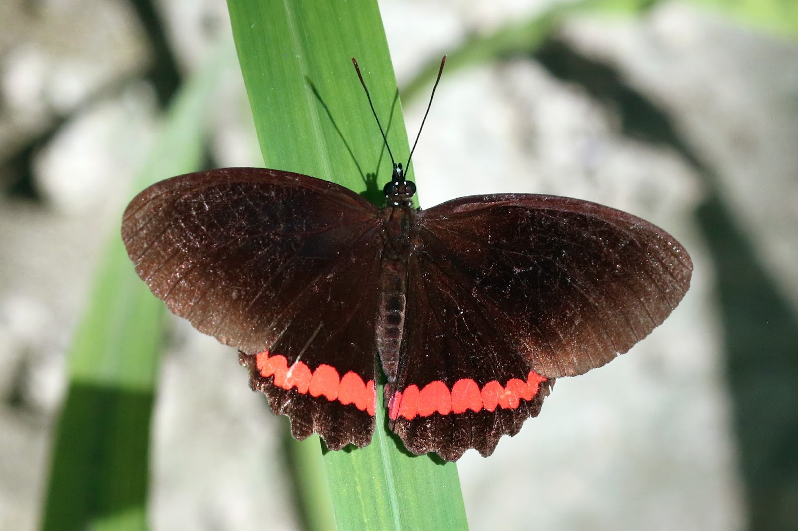 Rio Grande Valley Butterflies: Common Banner at National Butterfly ...