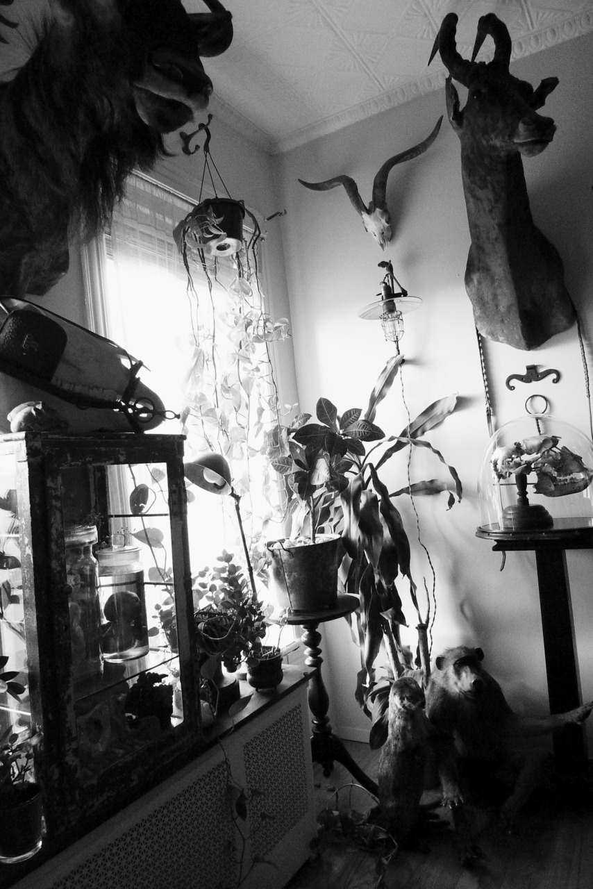 “Curiouser and curiouser!”: Ryan Matthew Cohn