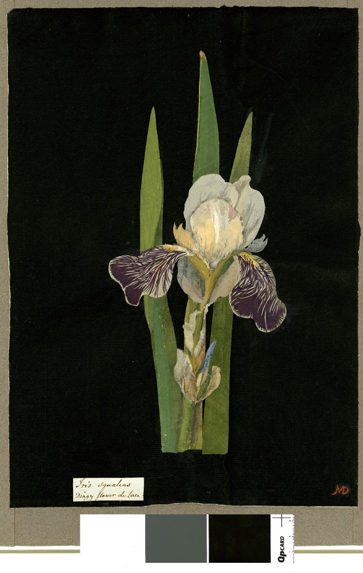 nickyskye meanderings: Mary Delany, collage artist of flowers in the 1700's