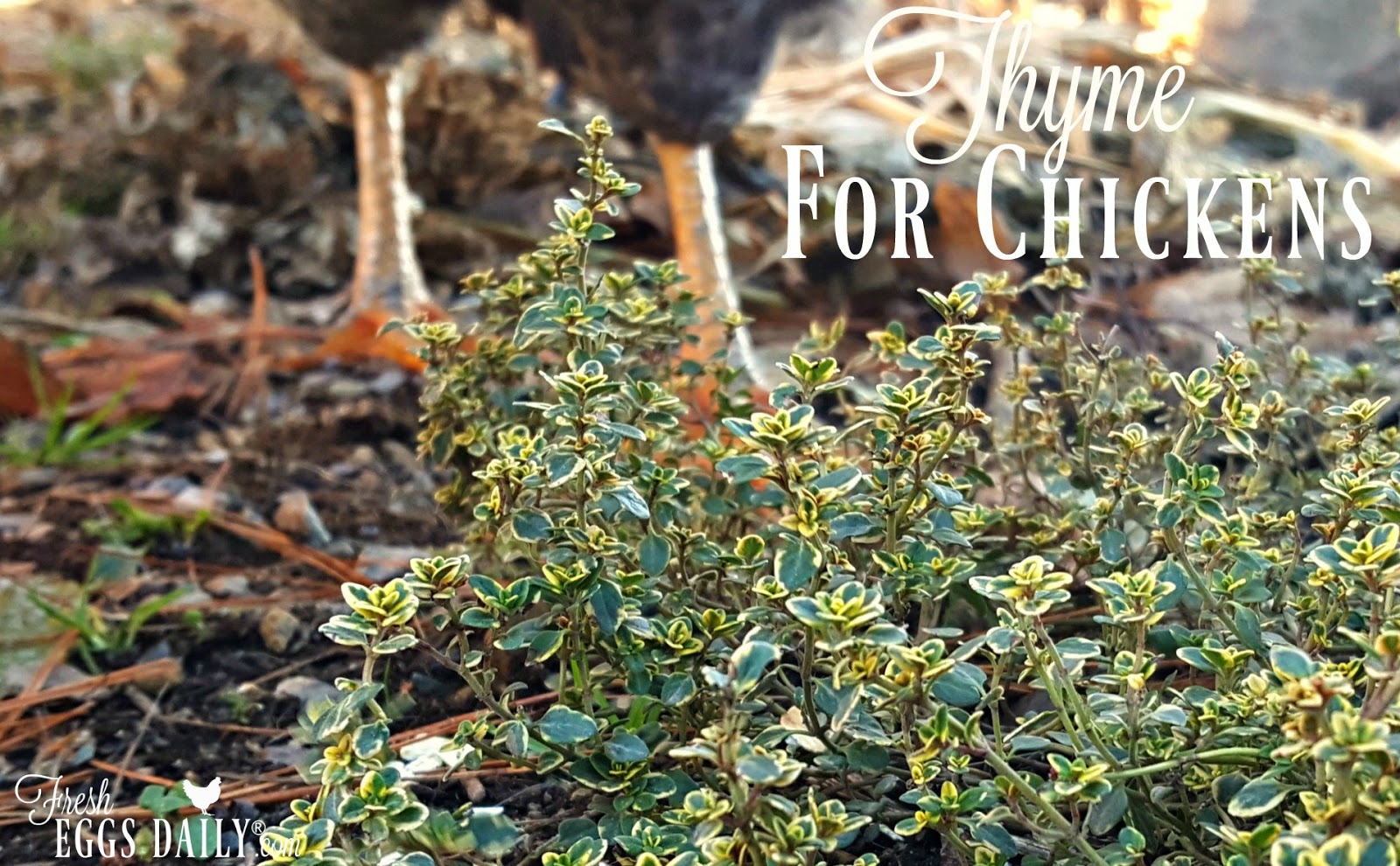 Improve Your Chickens Health with Thyme - Fresh Eggs Daily® with Lisa ...