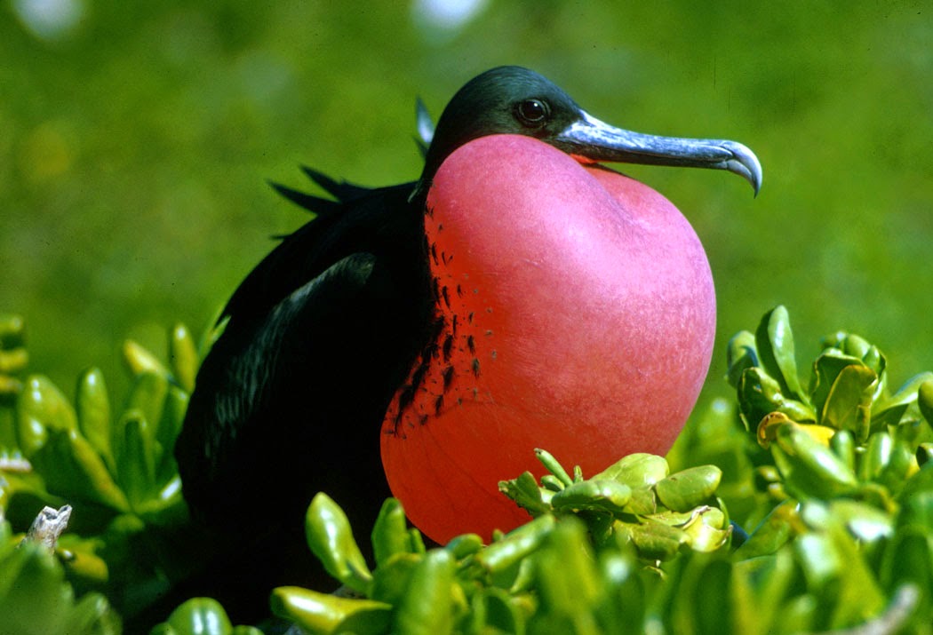 World Bird Sanctuary: The Magnificent Frigatebird
