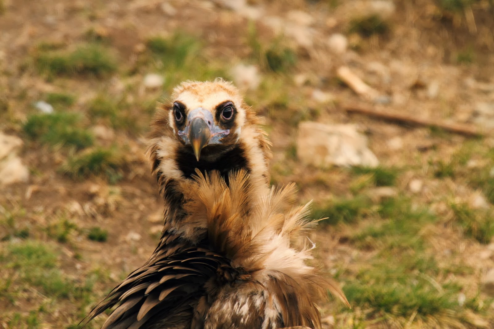 FOTOGRAFÍA DE FAUNA: RAPACES