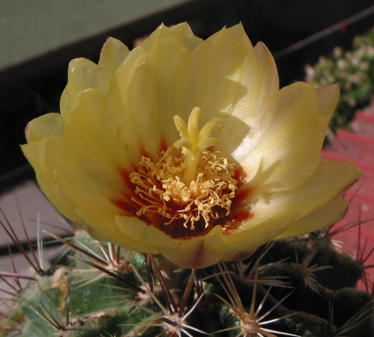 Alphecca: Parodia aureispina, Hamatocactus setispinus, Gymnocalycium ...