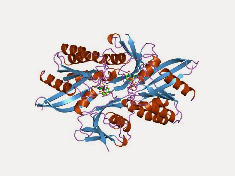 Un camp de margarides: Respuesta contra la proteína Ras