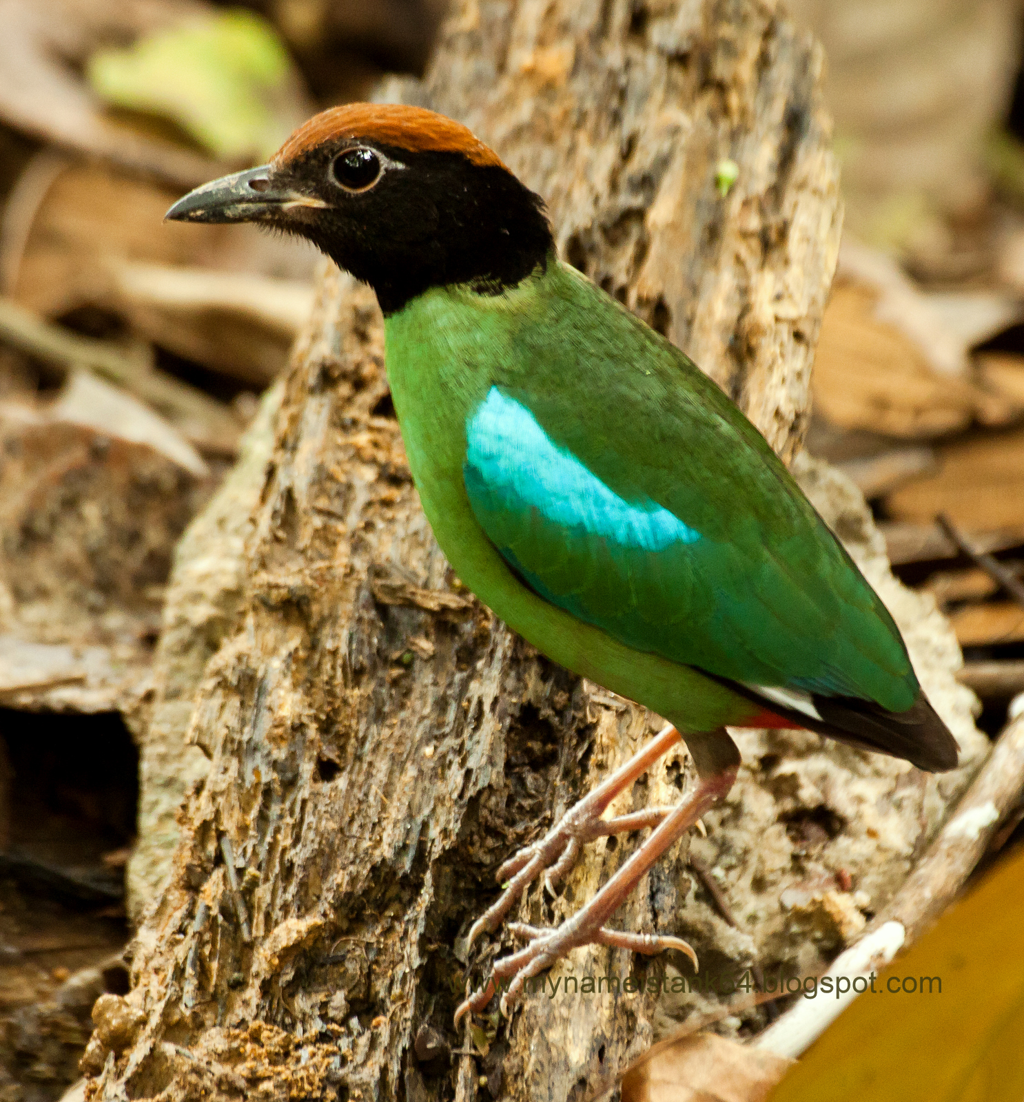 Birds of Malaysia @ mynameistank64: Hooded Pitta (Pitta Sordida).
