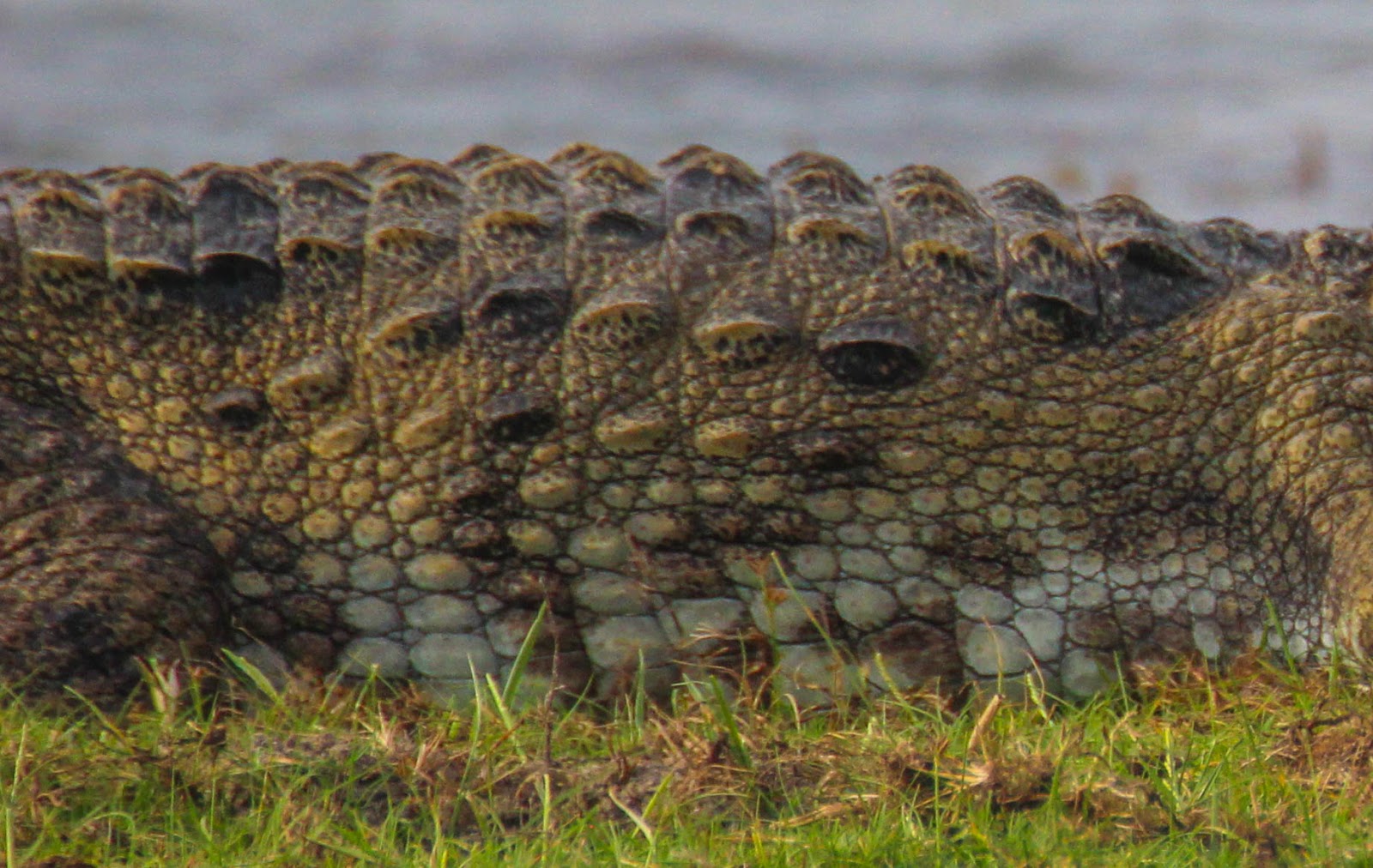 Cannundrums: Saltwater Crocodile