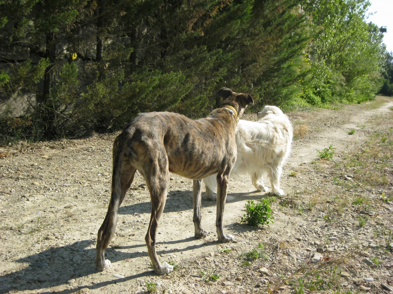 "GALGOS Y MAS DE GALGOS"