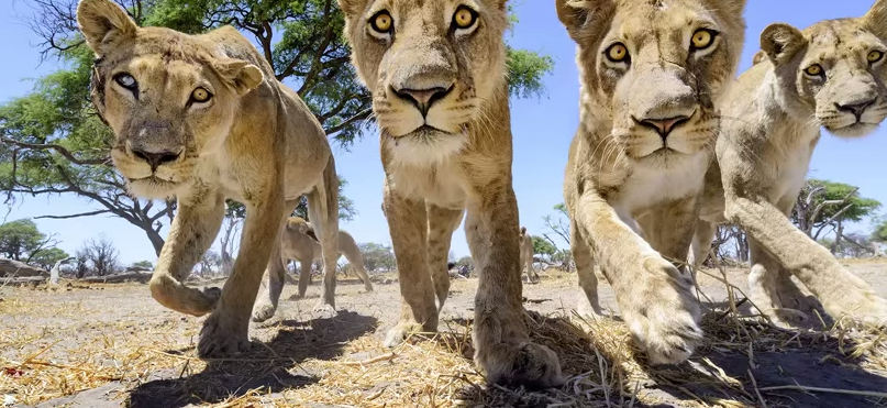 Red Rocket Hobbies: Remote Control Car Gets Amazing Shots Of Lions!