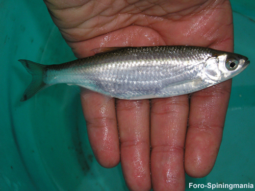 Un Open de Alburnos de gran talla | Campeones de Aranjuez