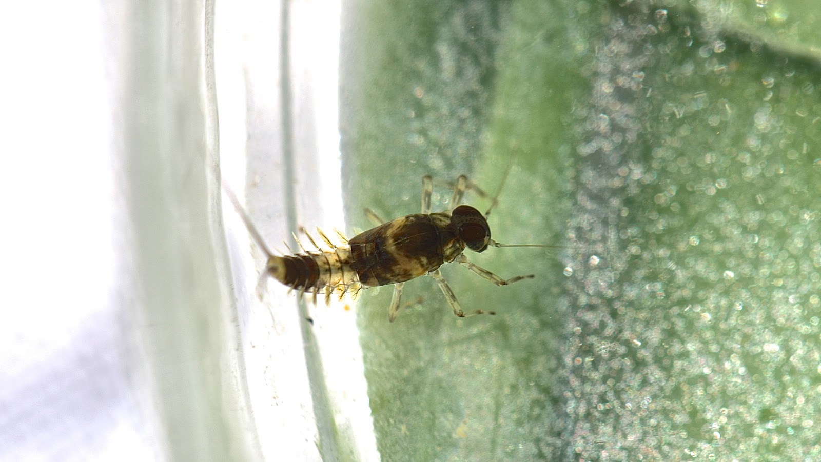 Aquatic Insects of Central Virginia: Hydropsyche venularis: The Common ...