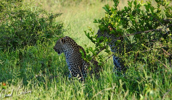 .: 6th January – Lovely Leap of Leopards