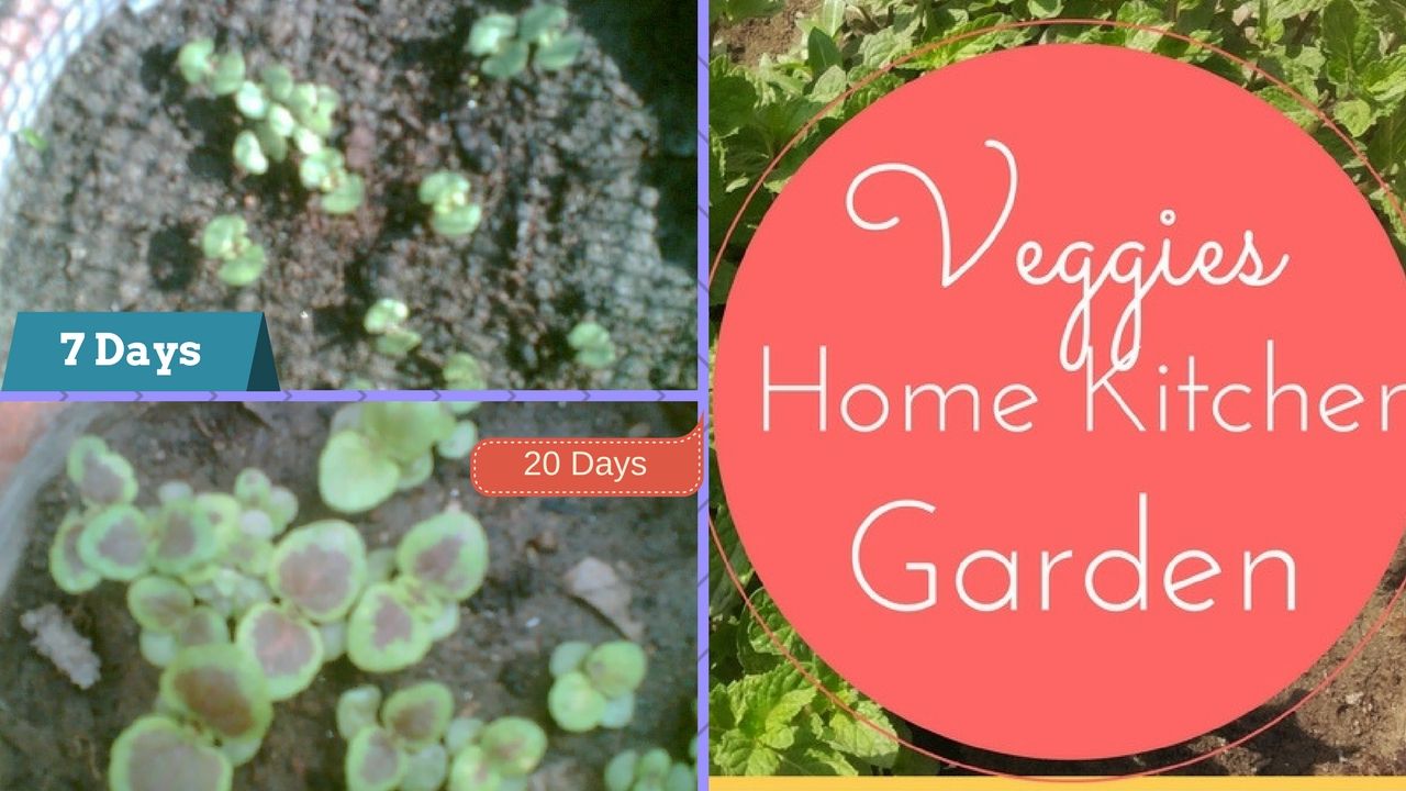 Veggies Home Kitchen Garden: Coleus Seed Germination Period 7 to 20 Days