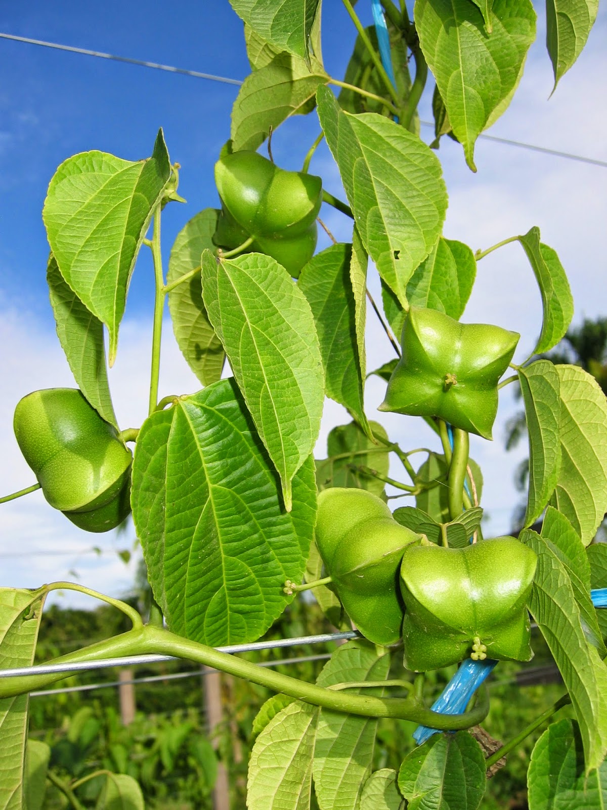 Animales y Plantas de Perú: Sacha Inchi - Plukenetia volubilis