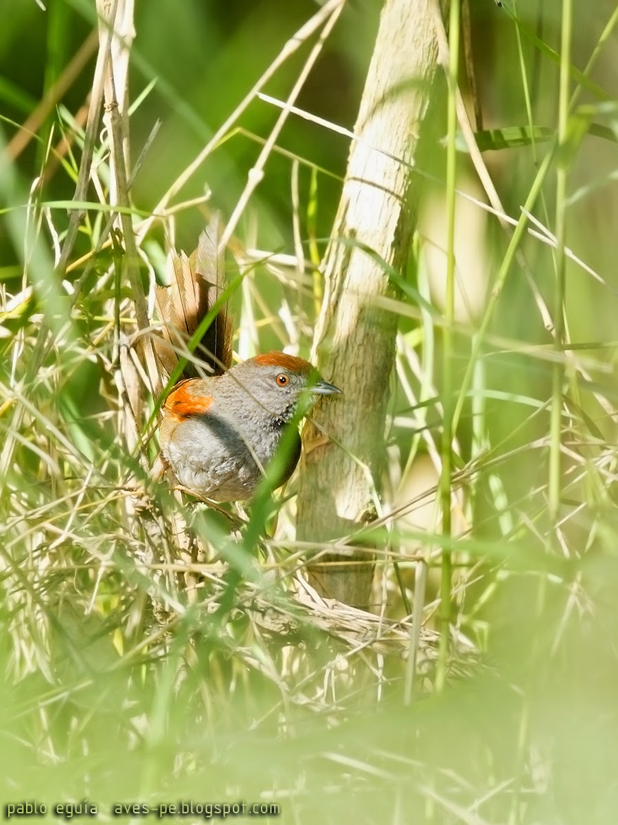 mis fotos de aves: Synallaxis spixi Pijuí Plomizo Spix's Spinetail