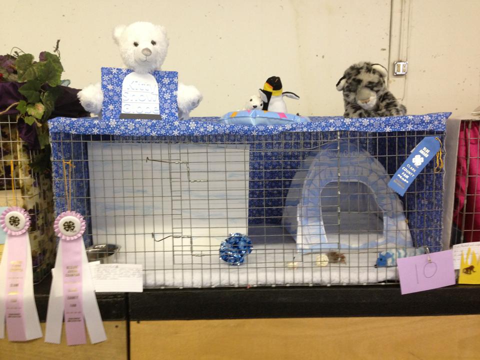 Melissa's Diary: Cat 4-H at the Clark County Fair