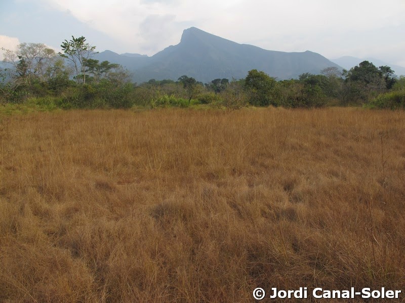 Apunts de Viatge: Ascensión al Monte Nimba, la montaña más alta de Guinea