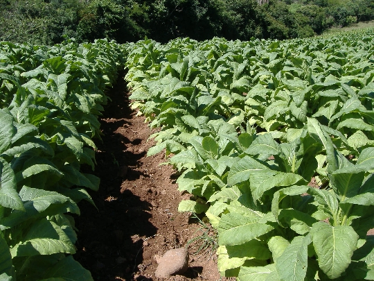 CIDADE, o seu jornal: quinta-feira, 14 de abril de 2011