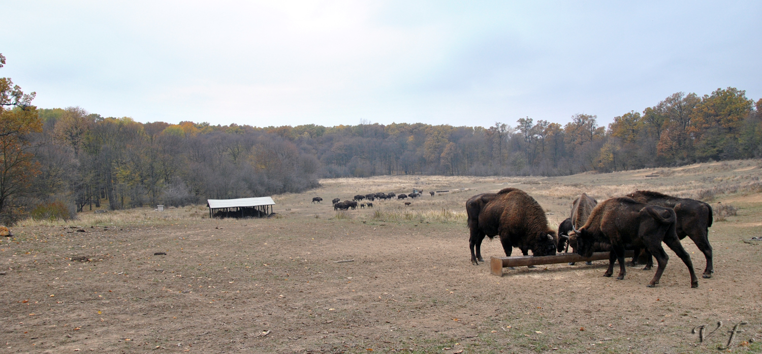 fotopoezie: Rezervatia de zimbri "NEAGRA", Bucsani (1)