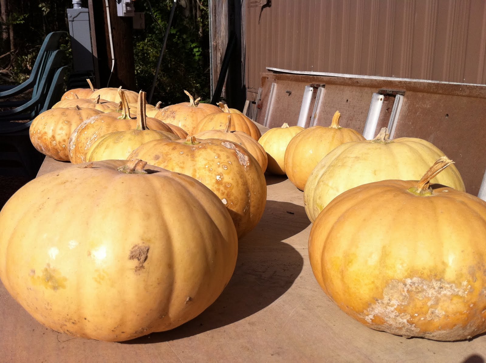 Culinary Types: Long Island’s Own Great Pumpkin