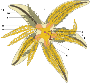 Horsing Around At Home: Marine biology: Sea stars (starfish).
