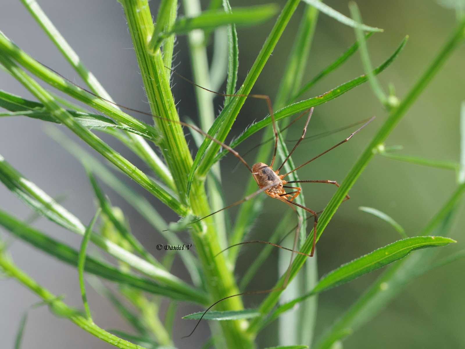 Macrophoto plaisir passion: Un faucheux, ou opilion, Leiobunum rotundum