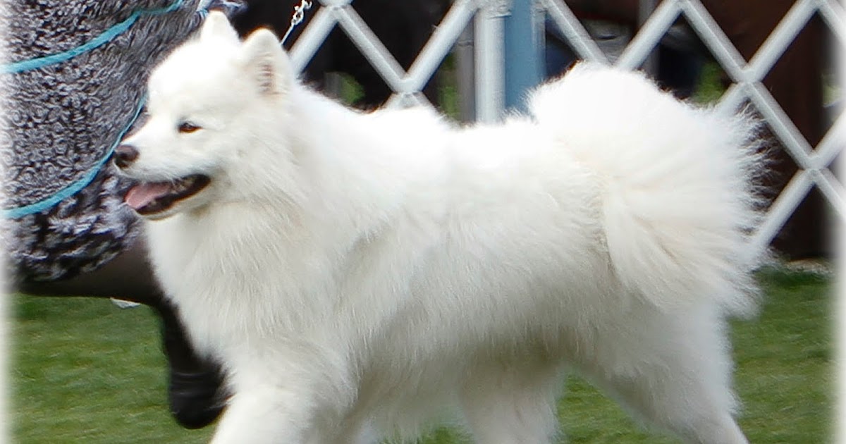 Photo 51 Samoyeds: SCA National Specialty 2011: October 10 - 15