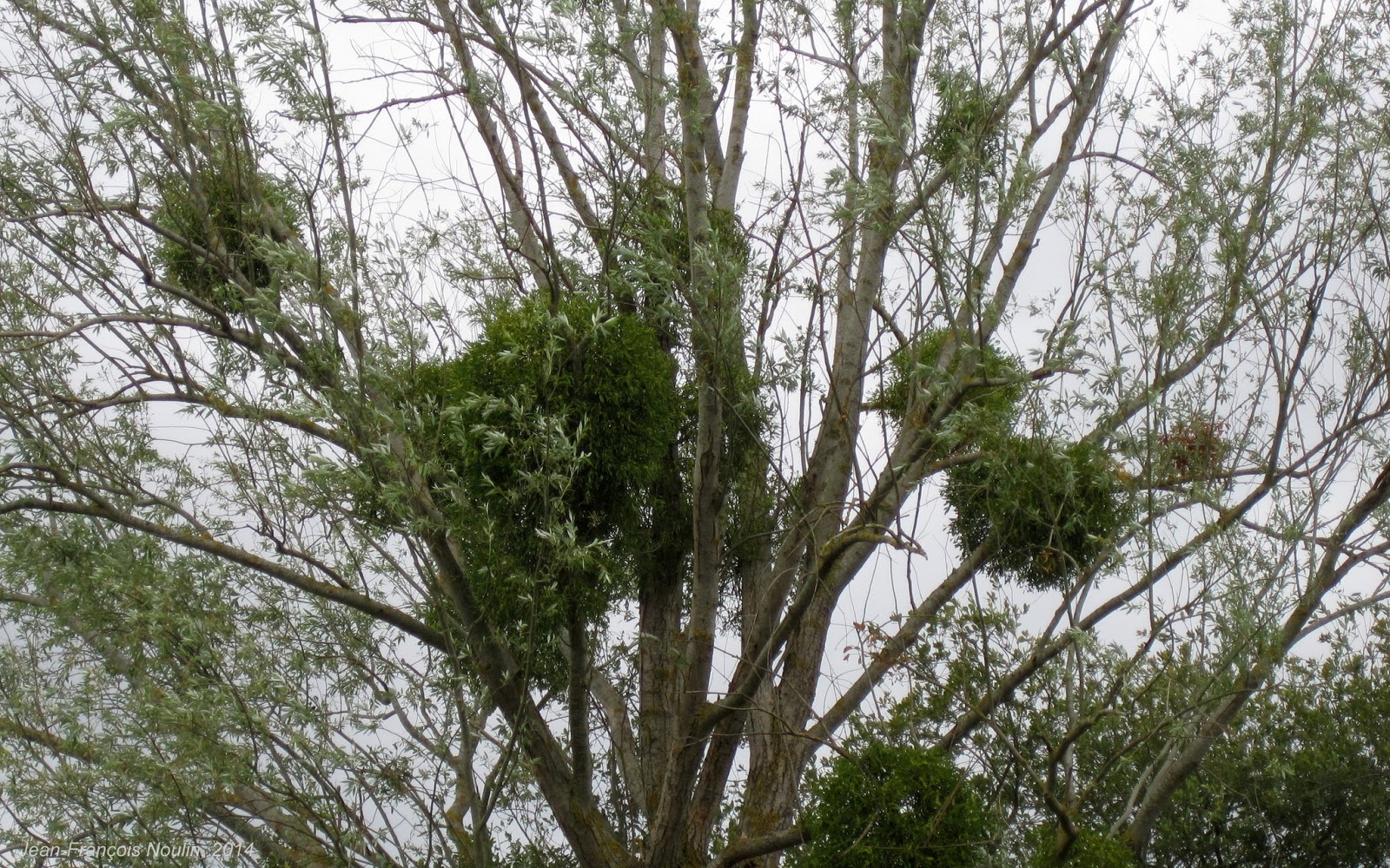 Carnet naturaliste: Gui