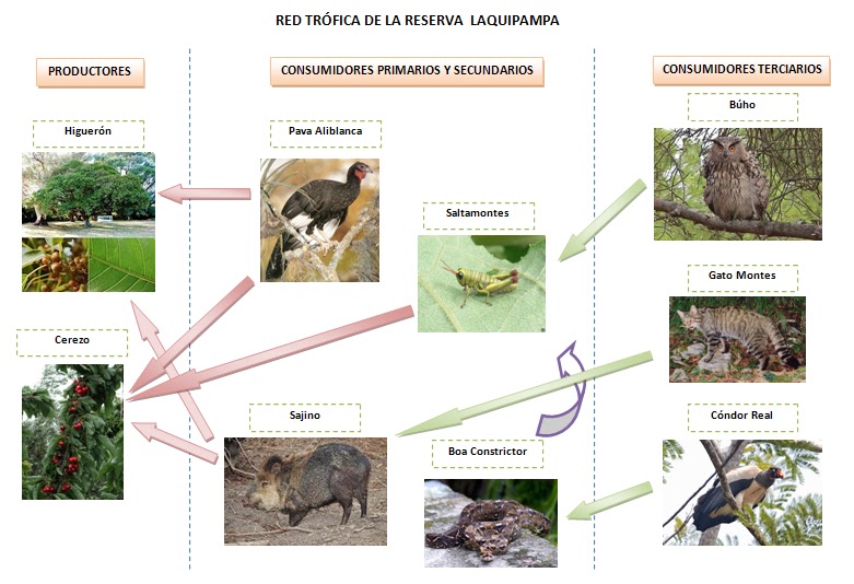 Con Ciencia para la Vida: REDES TROFICAS (ANDREA)
