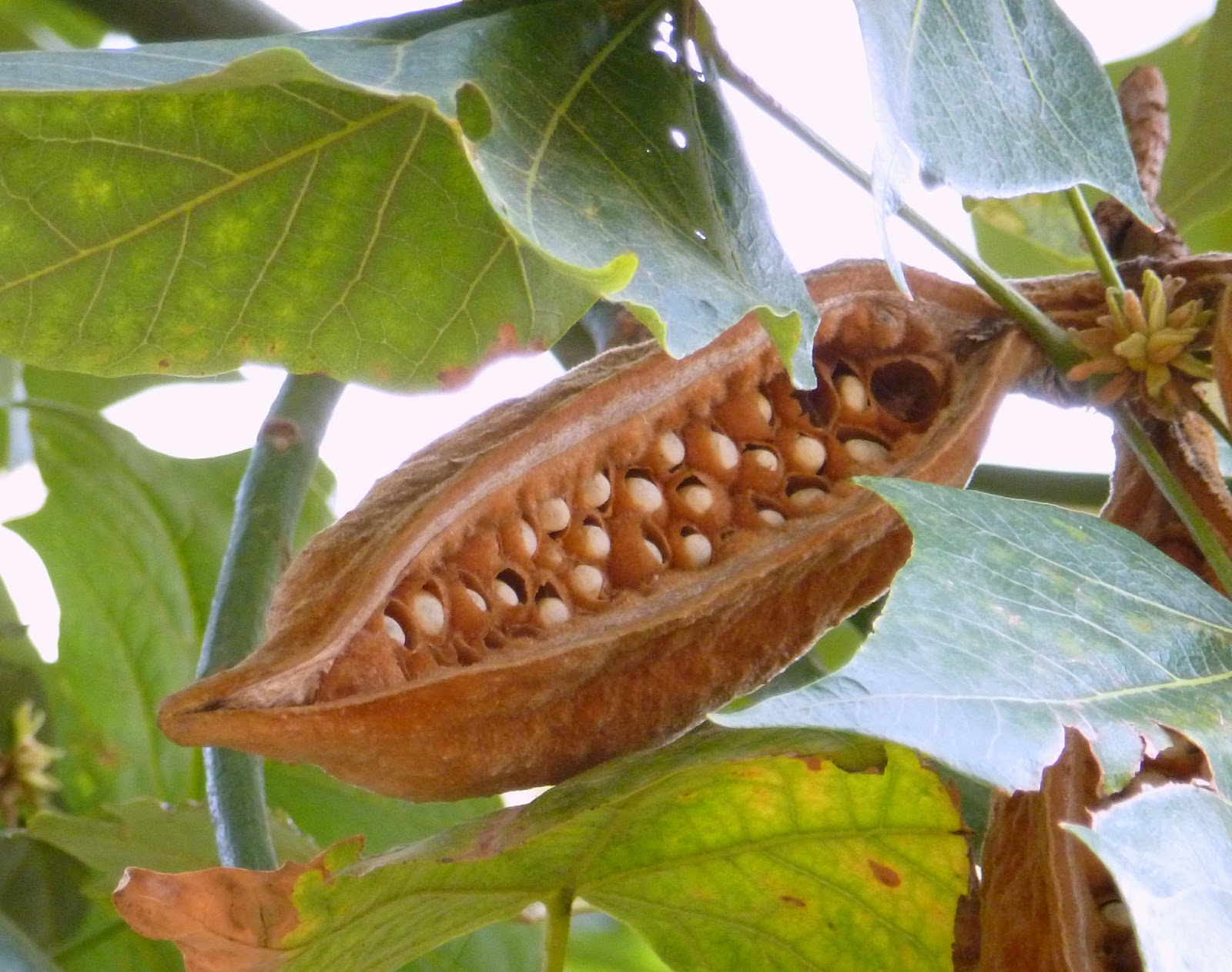 Árboles con alma: Arbol botella rosa (Brachychiton discolor)