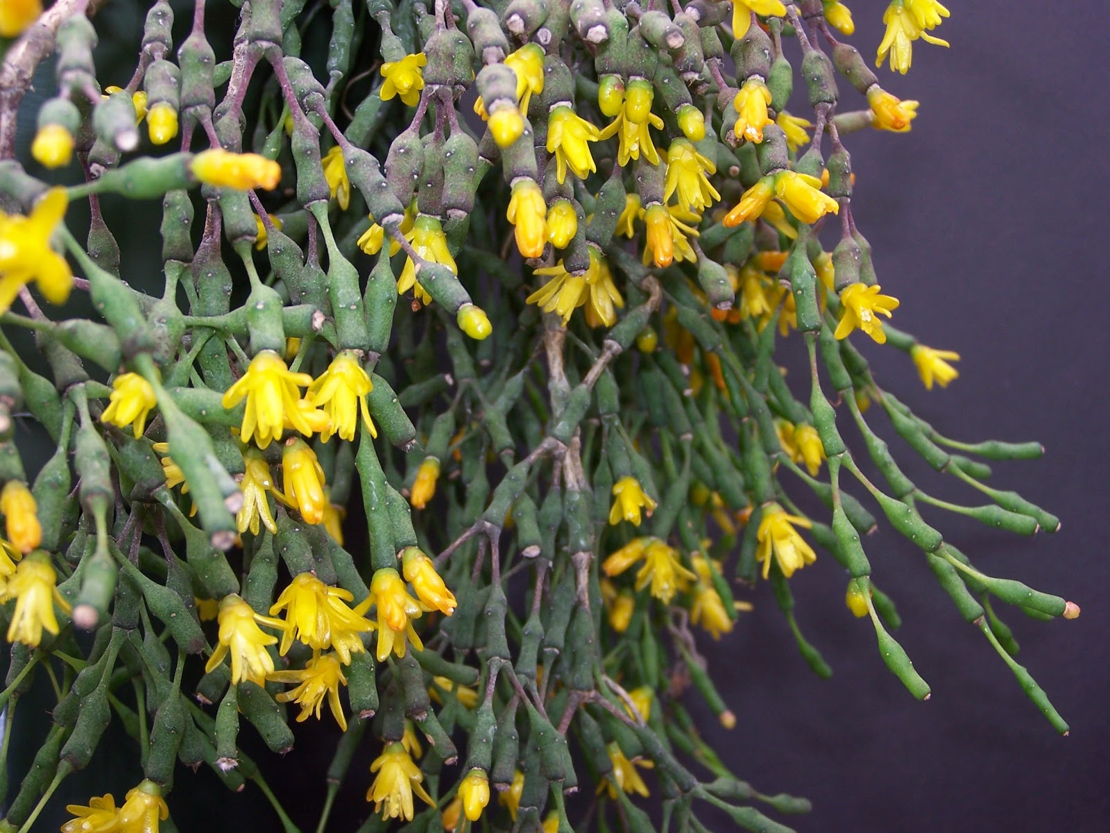 Oregon Cactus Blog: Hatiora salicornioides