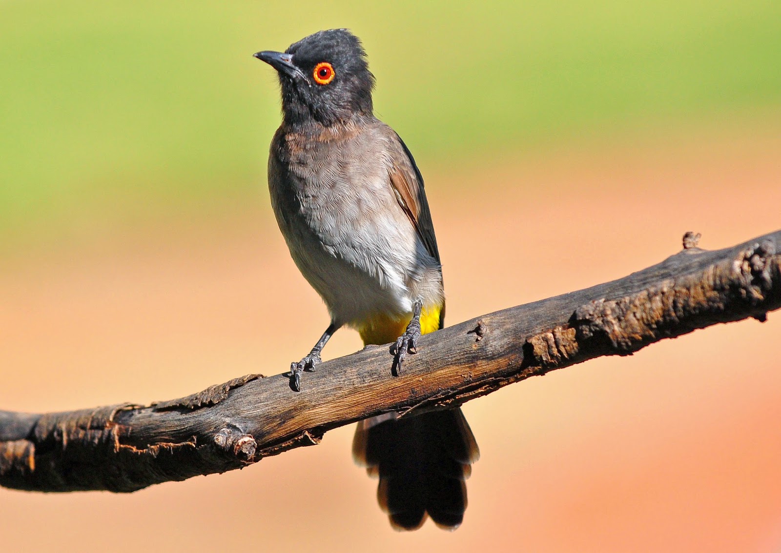 All Animals: African Red-Eyed Bulbul,Profile,Latest News,Photos