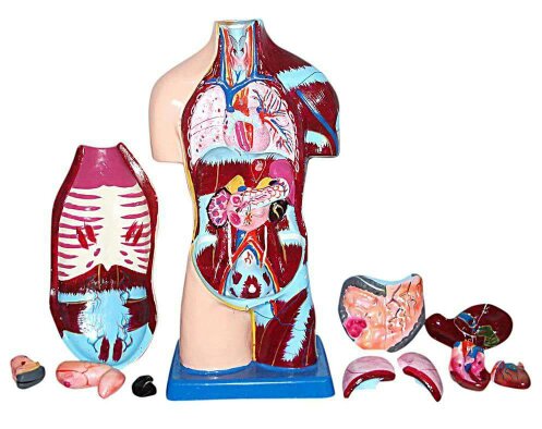 Alat Peraga Torso Tubuh Manusia