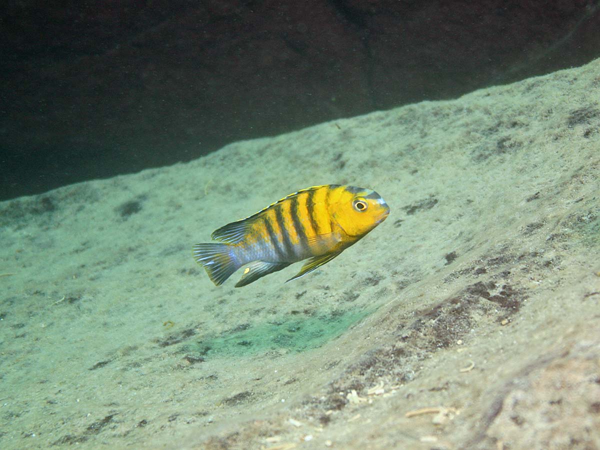 ...ruessbrugg retour ond es bizzli meh...: Malawi - Fische im Lake Malawi