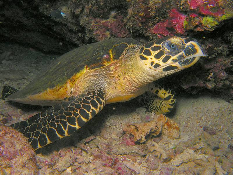 Fenomena-Fenomena: Foto-foto Penyu (Sea Turtle)