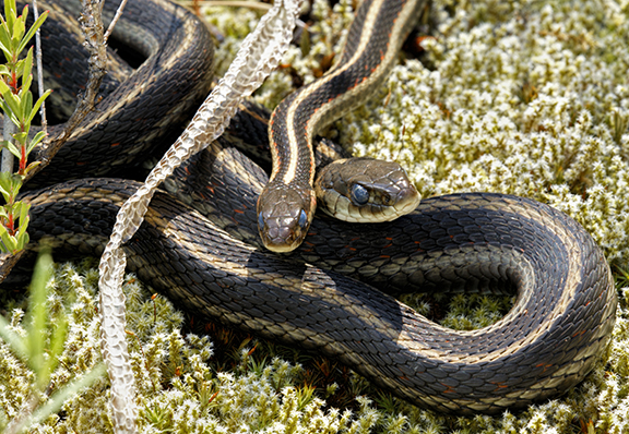 Jana Malinek Photography: Hibernaculum (The Snake Den)