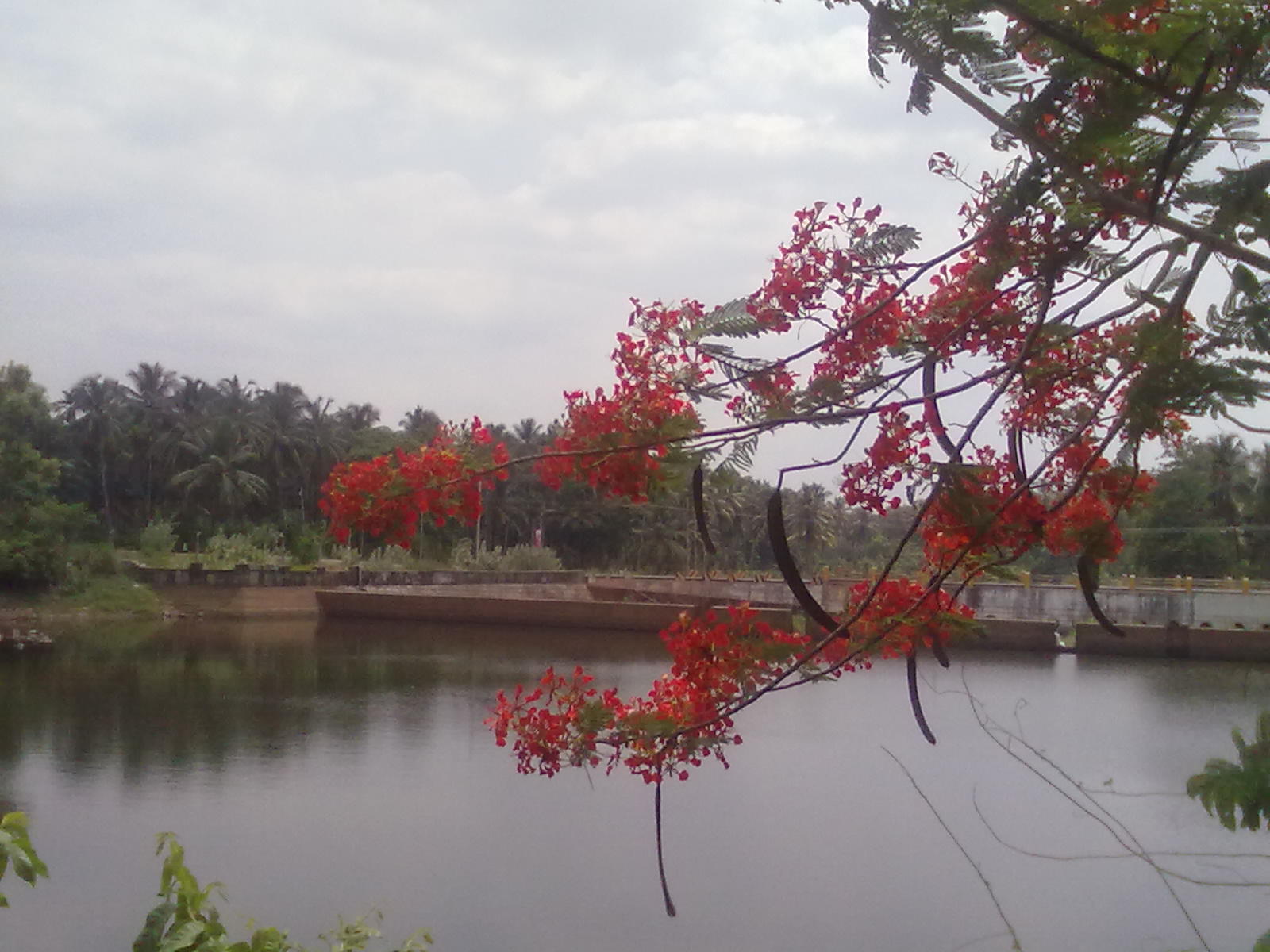 All About Mannarkkad: Mannarkkad : Photos