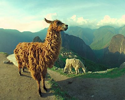 Mini Fazenda: Lhamas