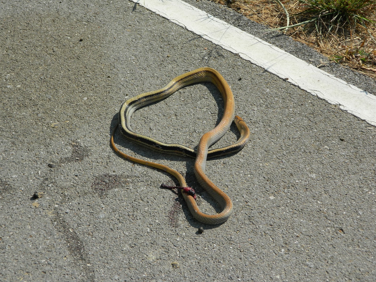 A Norfolk Birder in Thailand: Reptiles