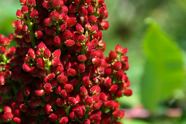 Temperate Climate Permaculture: Permaculture Plants: Sumac