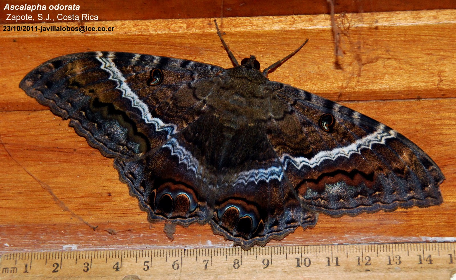 Lepidóptera 10º Norte: Ascalapha odorata (polilla)