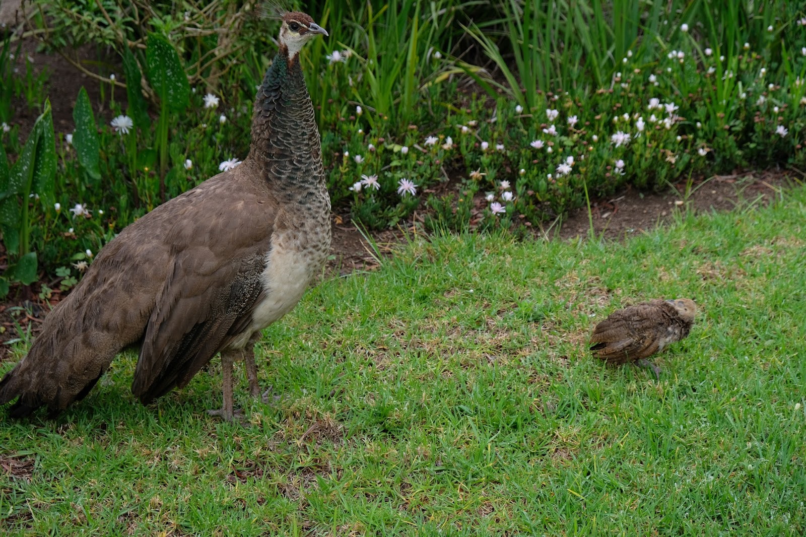 Always Standing: No Enough Of My Mother