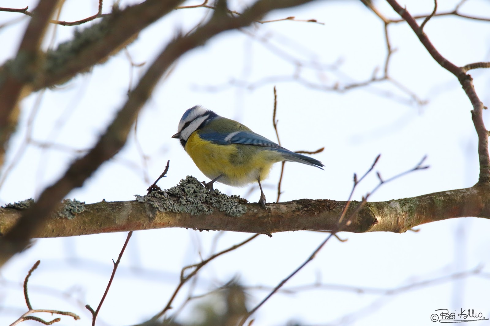 Suomalaista luontoa: TIAISET