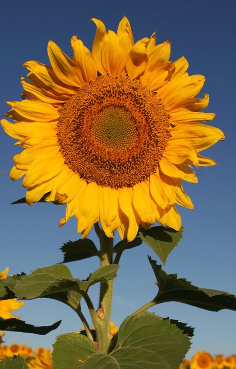 ...Beyond The Outhouse...: Sunflower