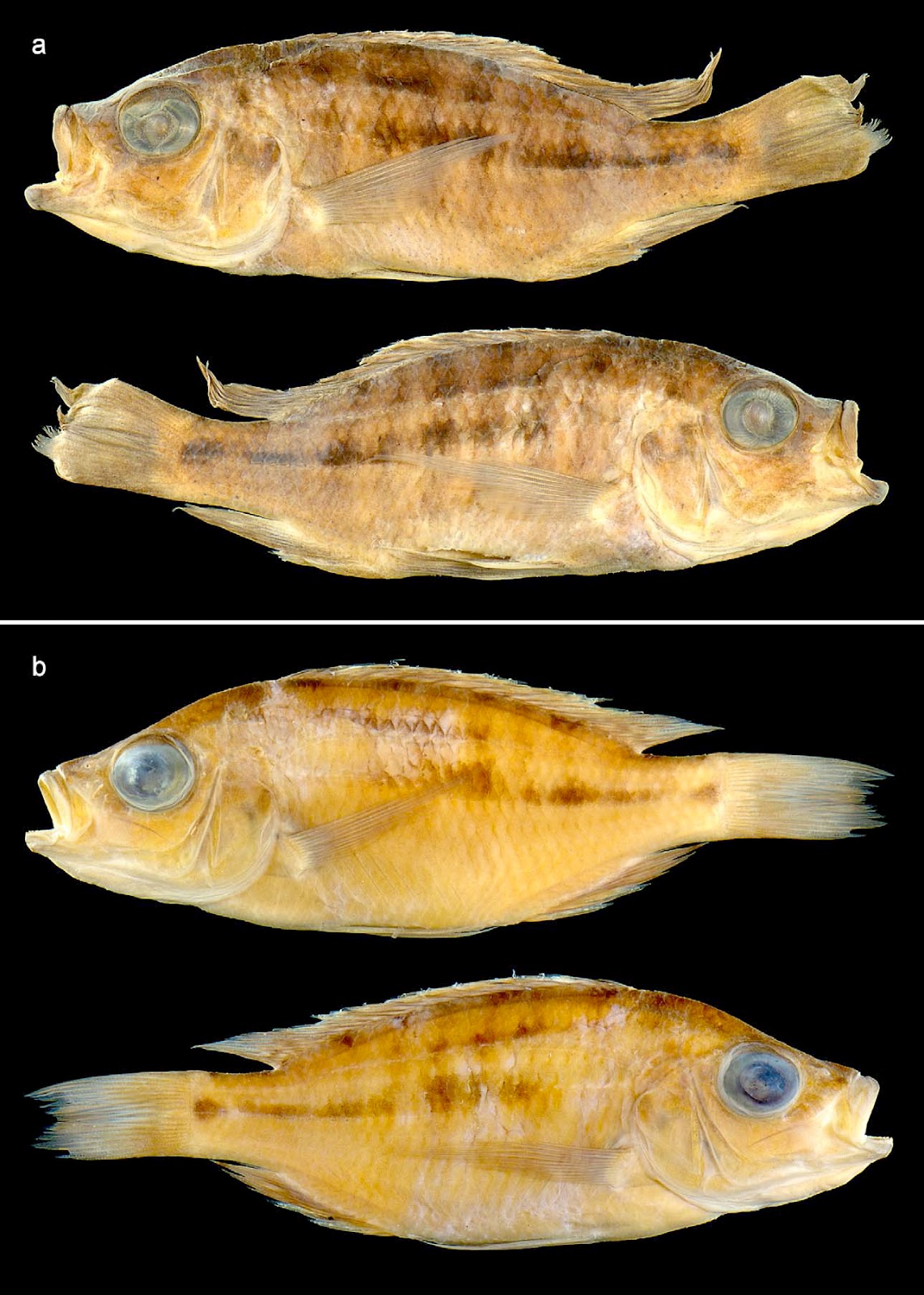 Sciency Thoughts: A new species of Cichlid Fish from Lake Malaŵi.